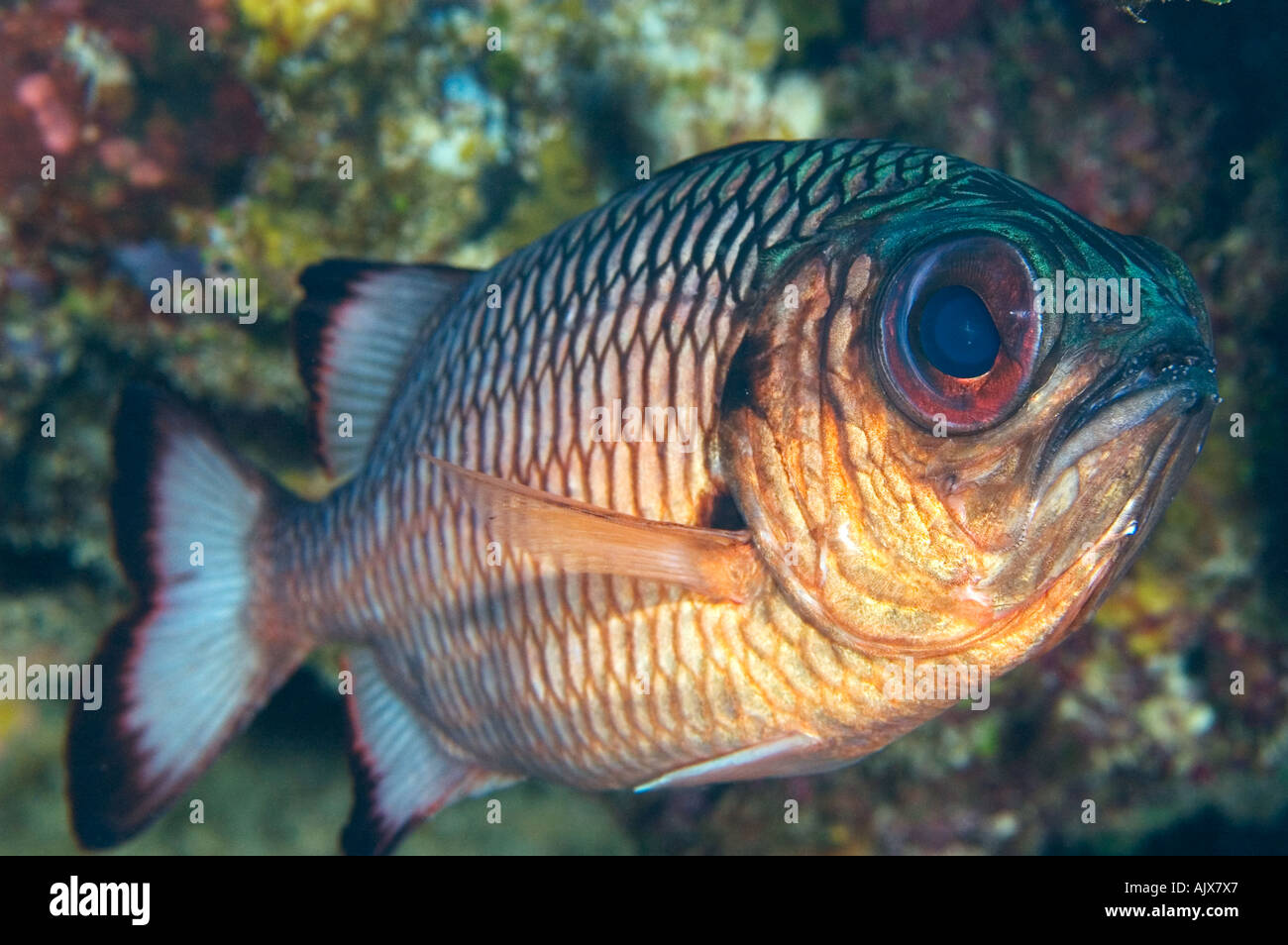 Bigeye soldierfish hi-res stock photography and images - Alamy