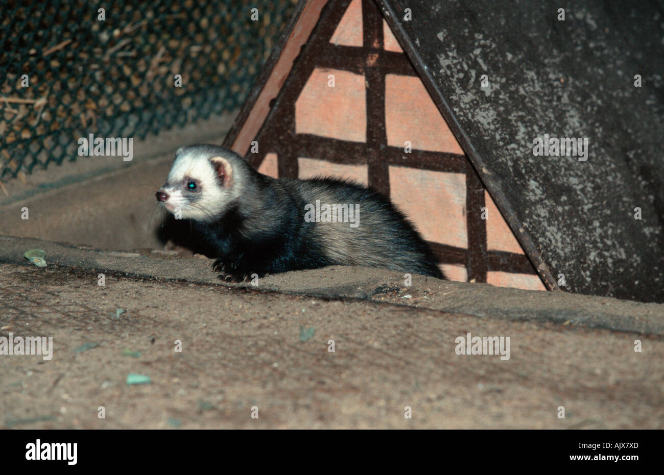 Frettchen hi-res stock photography and images - Alamy