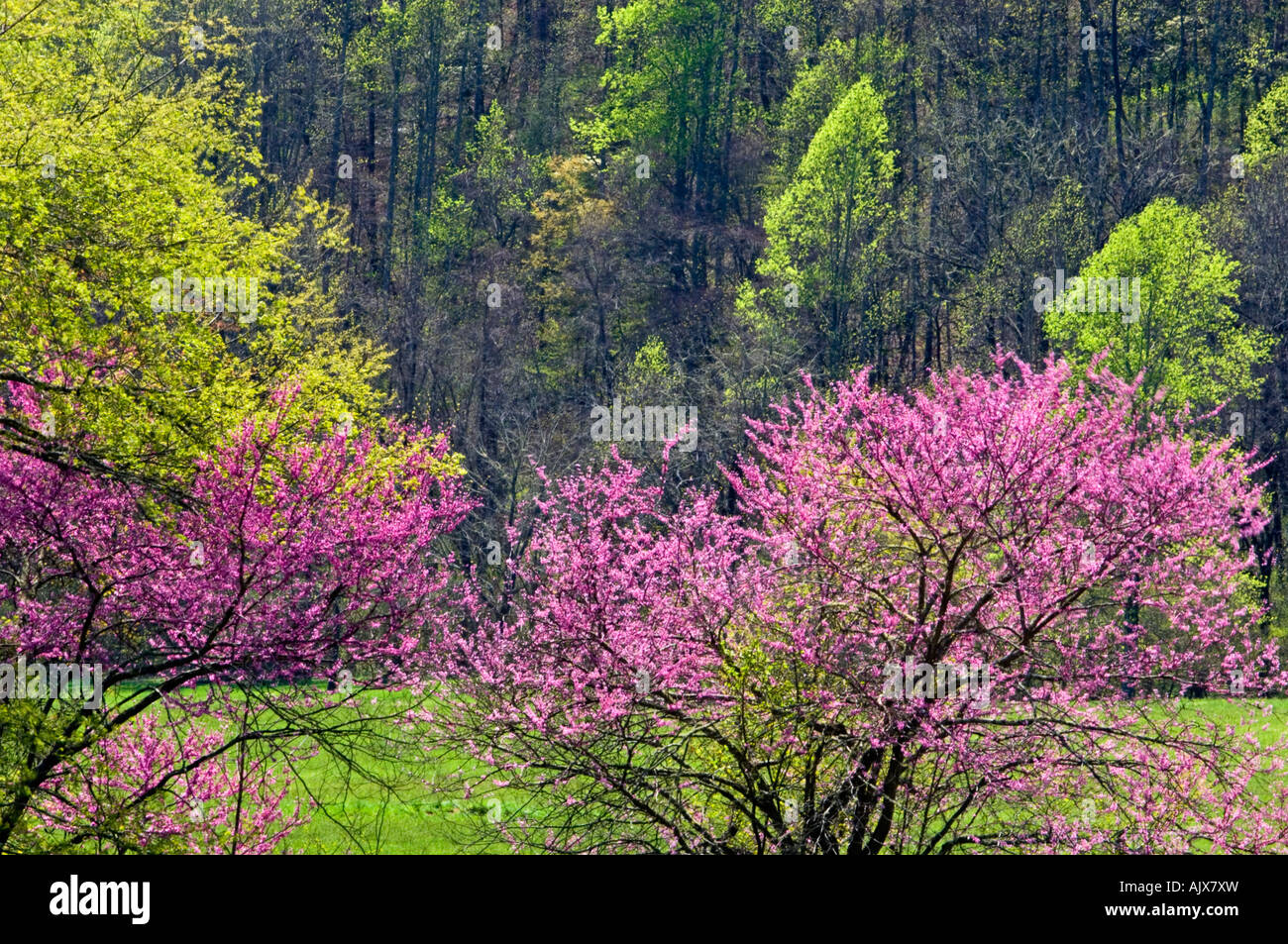 Red bud (Cercis canadensis) and spring foliage on trees, Great Smoky ...