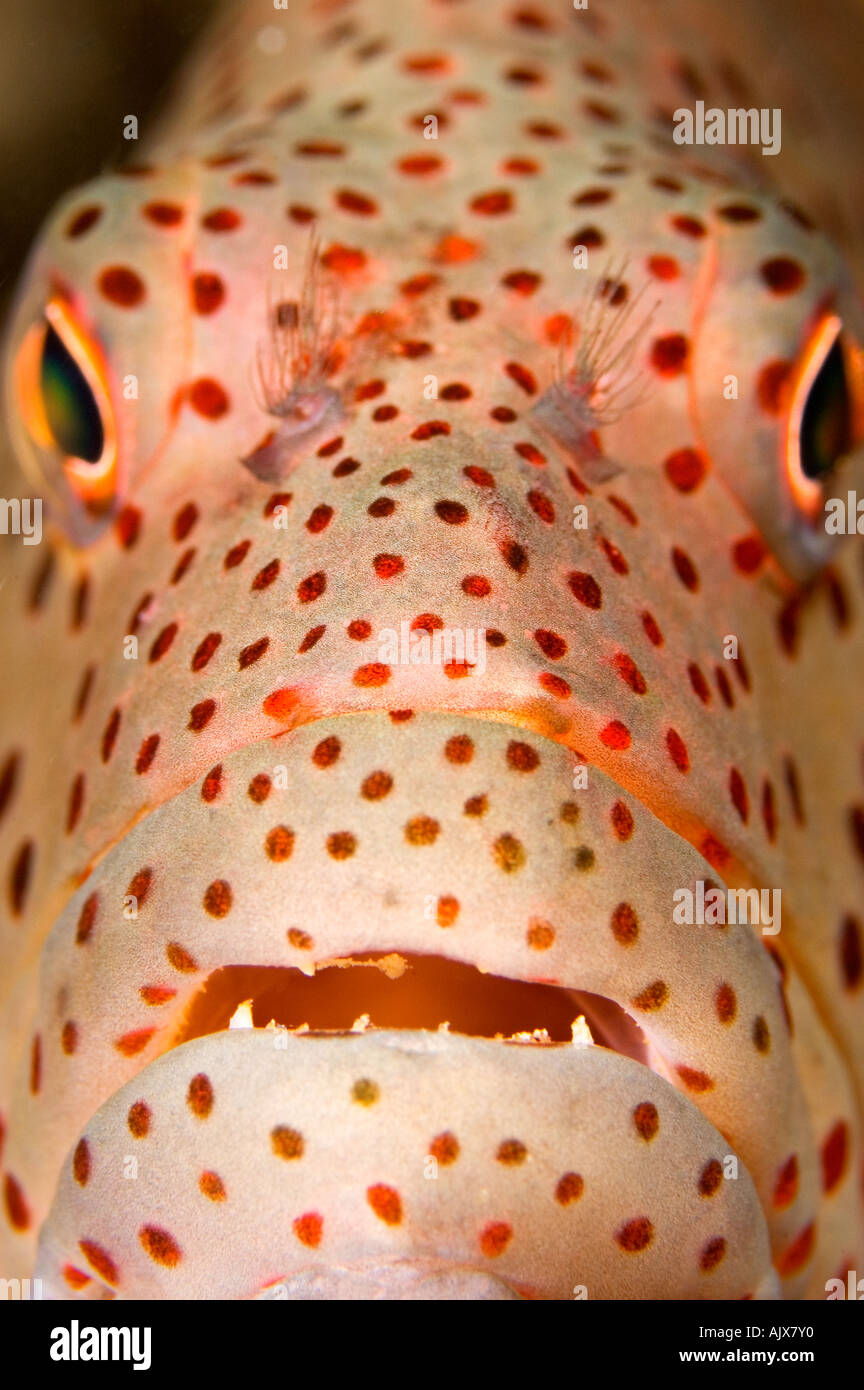 Freckled Hawkfish Portrait Paracirrhites forsteri Yap Micronesia ...