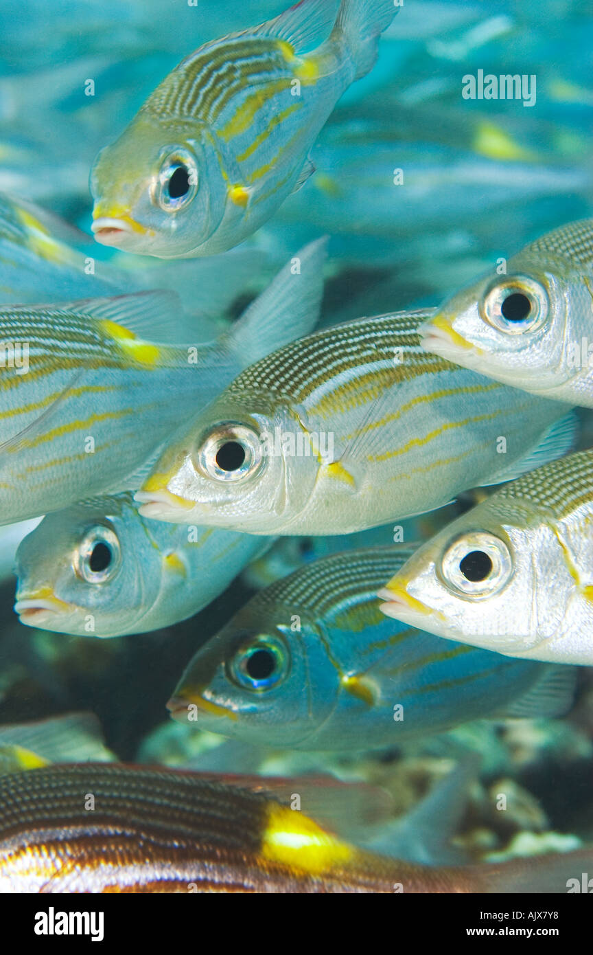 A school of Striped Large Eye Bream Gnathodentex aureolineatus Yap ...