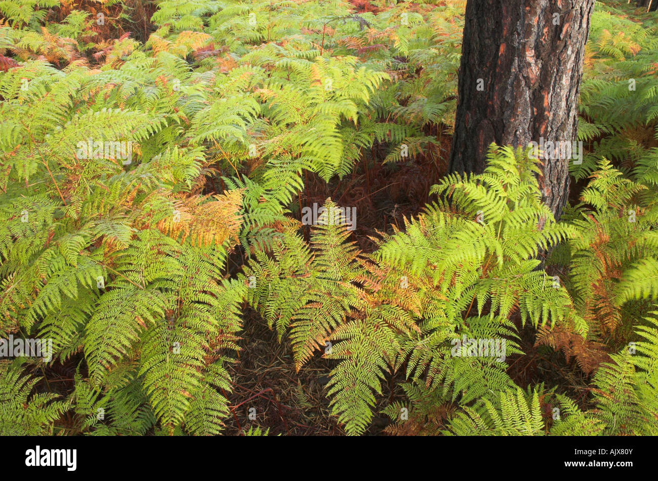Ferns around a pine tree Stock Photo - Alamy
