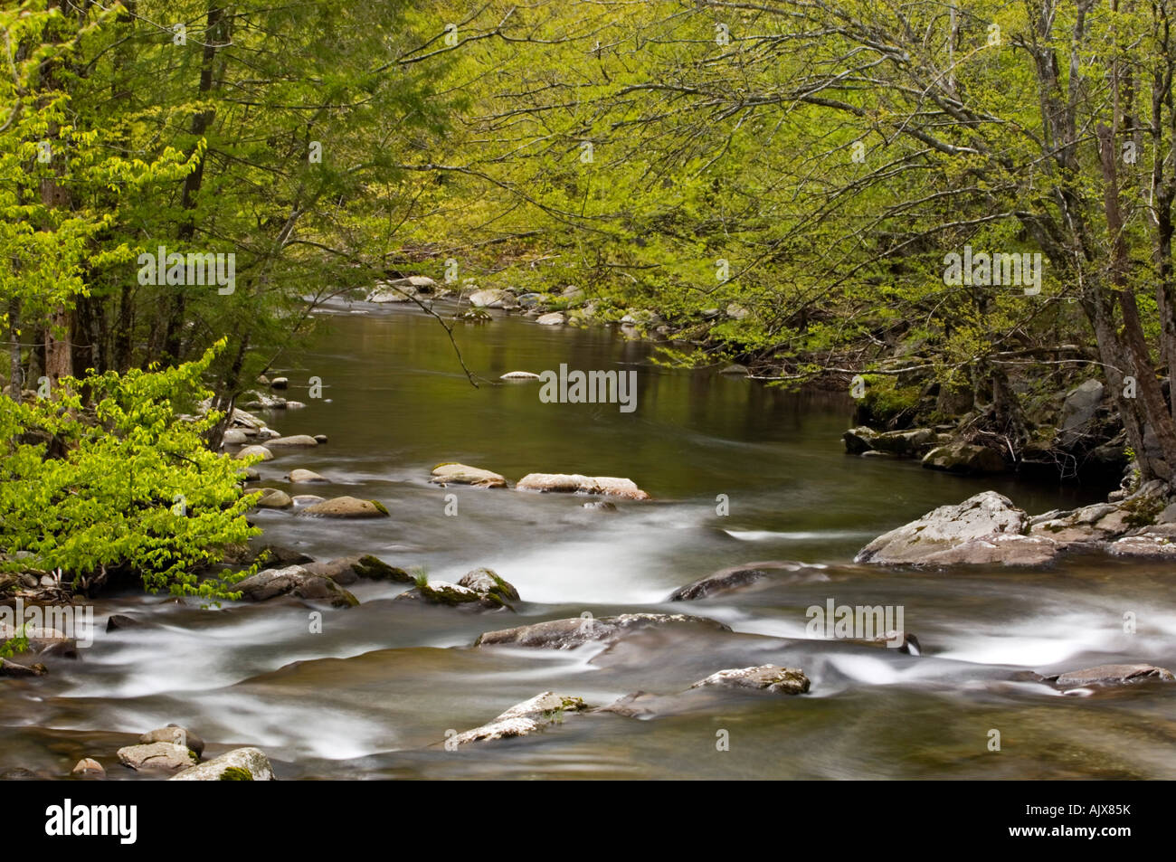 Emerging spring foliage overhanging Middle Prong of Little River, Great ...