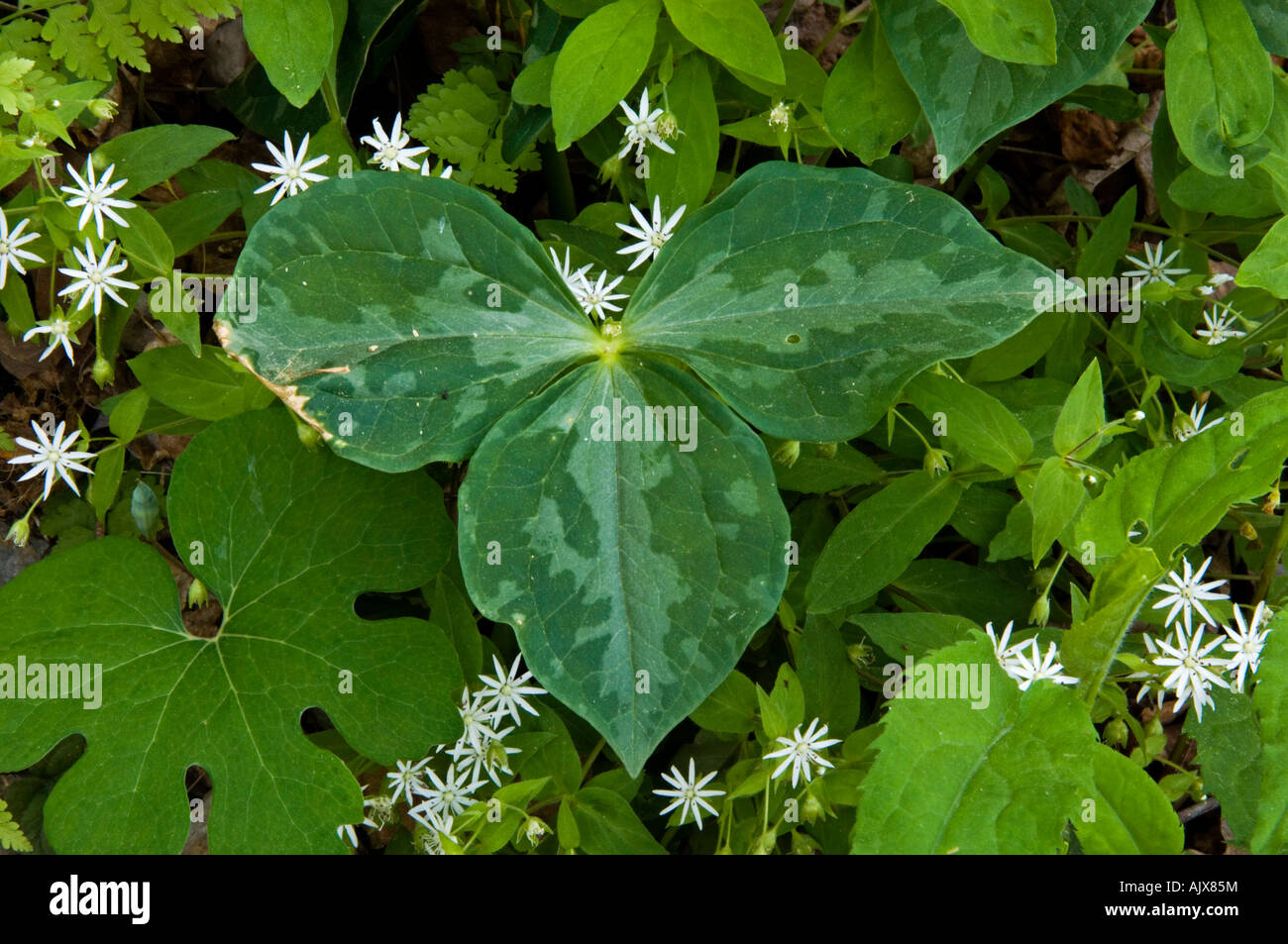 Star chickweed (Stellaria pubera) and yellow trillium leaves, Great ...