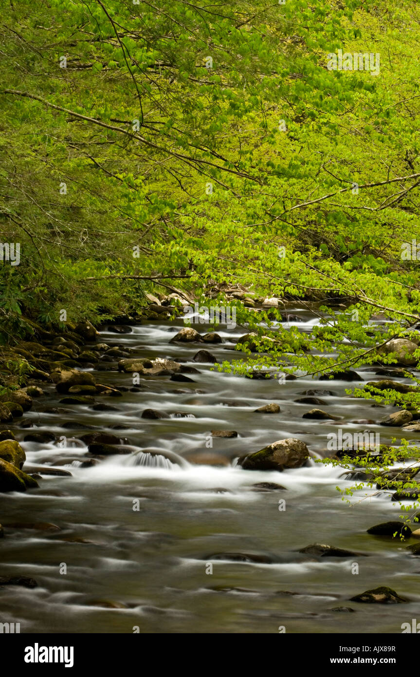 Emerging spring foliage overhanging Middle Prong of Little River, Great ...