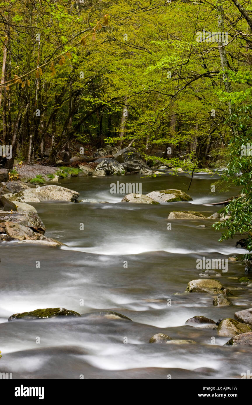 Spring foliage overhanging rapids in Middle Prong of the Little River ...