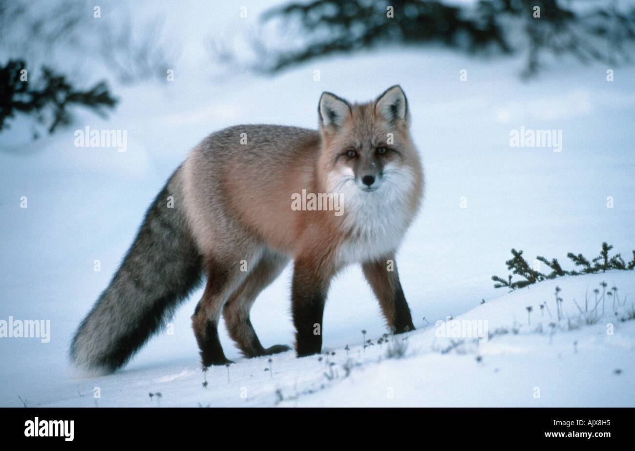 Red Fox / Rotfuchs Stock Photo - Alamy