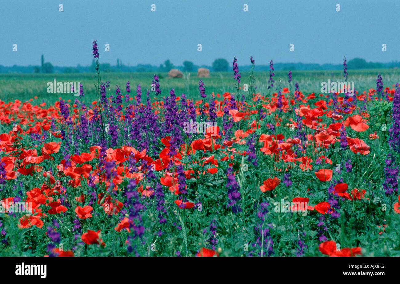 Common Poppy and Larkspur Stock Photo - Alamy