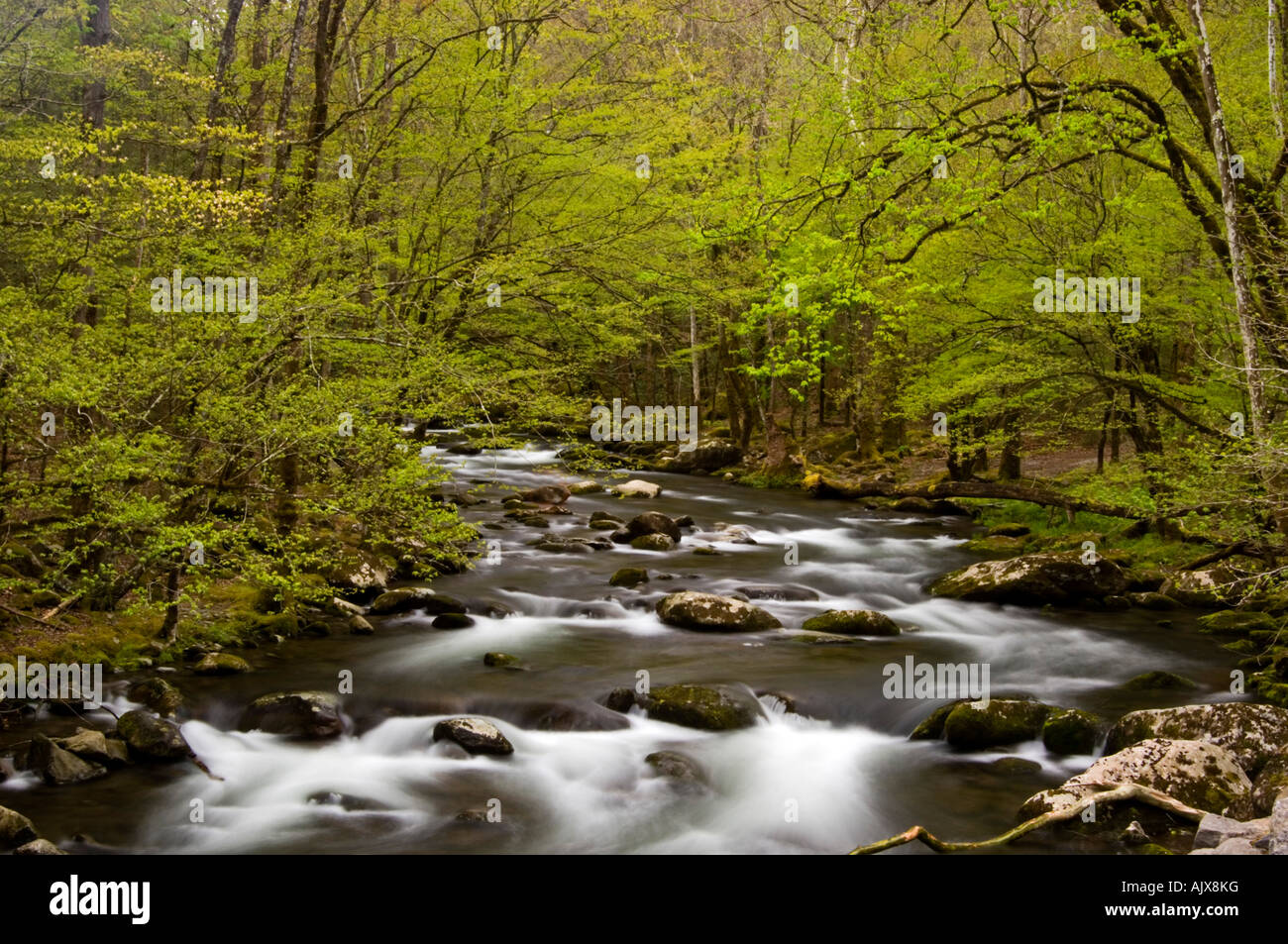 Spring foliage overhanging rapids in Middle Prong of Little River ...