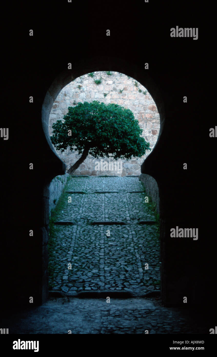 Tree in Castillo of Trujillo Stock Photo - Alamy