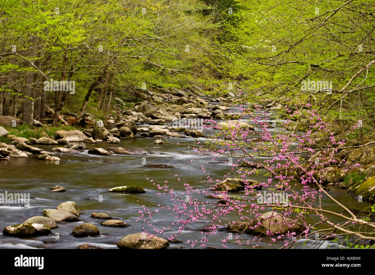 Green prong leaves hi-res stock photography and images - Alamy