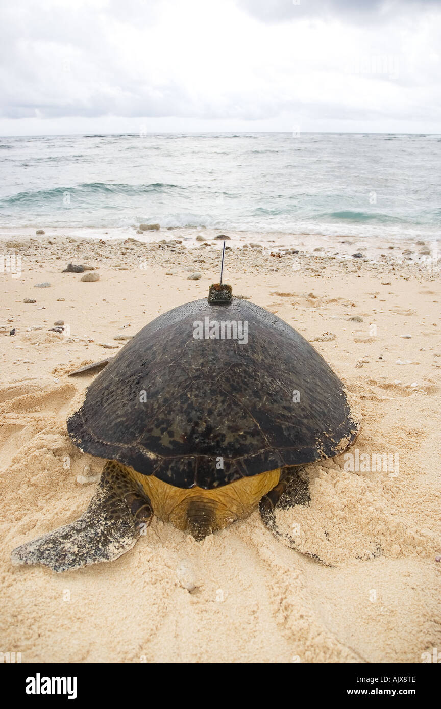 Tagging a sea turtle hi-res stock photography and images - Alamy