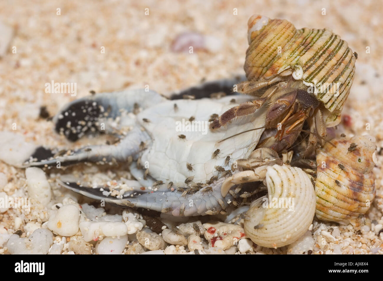 Hermit Crabs Coenobita sp and flies devour a dead Green Turtle ...