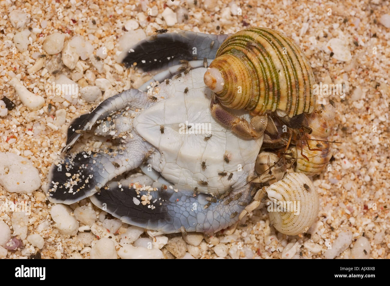 Hermit Crabs and flies devour a dead Green Turtle hatchling Chelonia ...