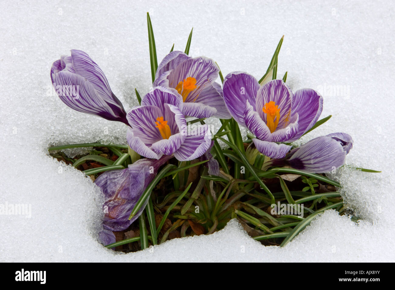 Flowers growing through snow hi-res stock photography and images - Alamy