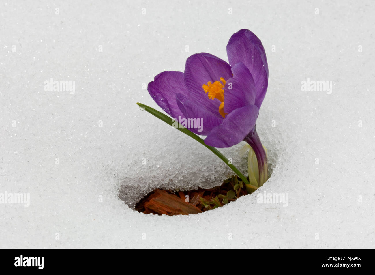 Emerging crocus blossoms through early spring snow in garden New York ...
