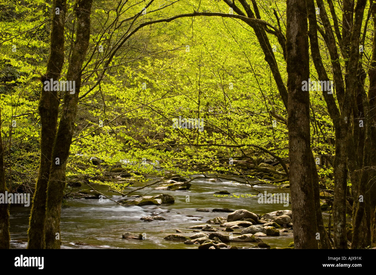 Emerging spring foliage overhanging Middle Prong of Little River, Great ...