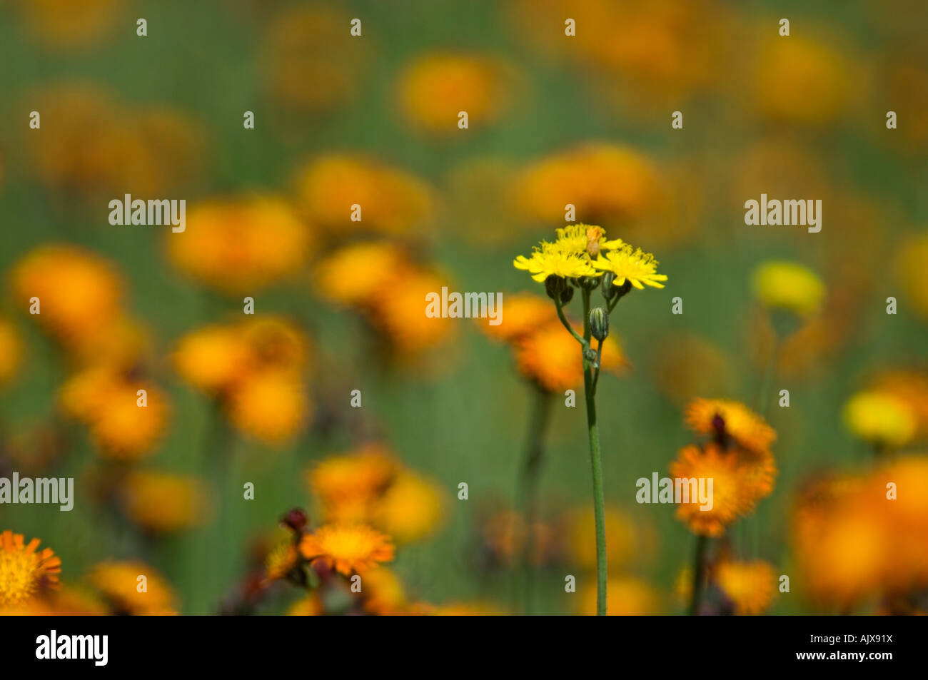 Yellow hawkweed (Hieracium caespitosum) growing in colony of Orange ...