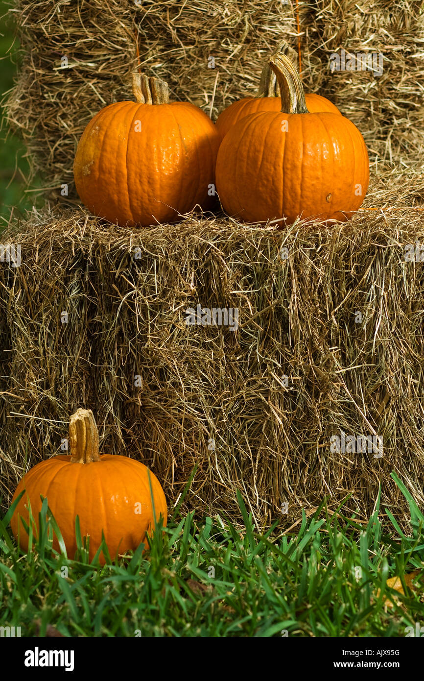 Pumpkins on Hay Stock Photo - Alamy