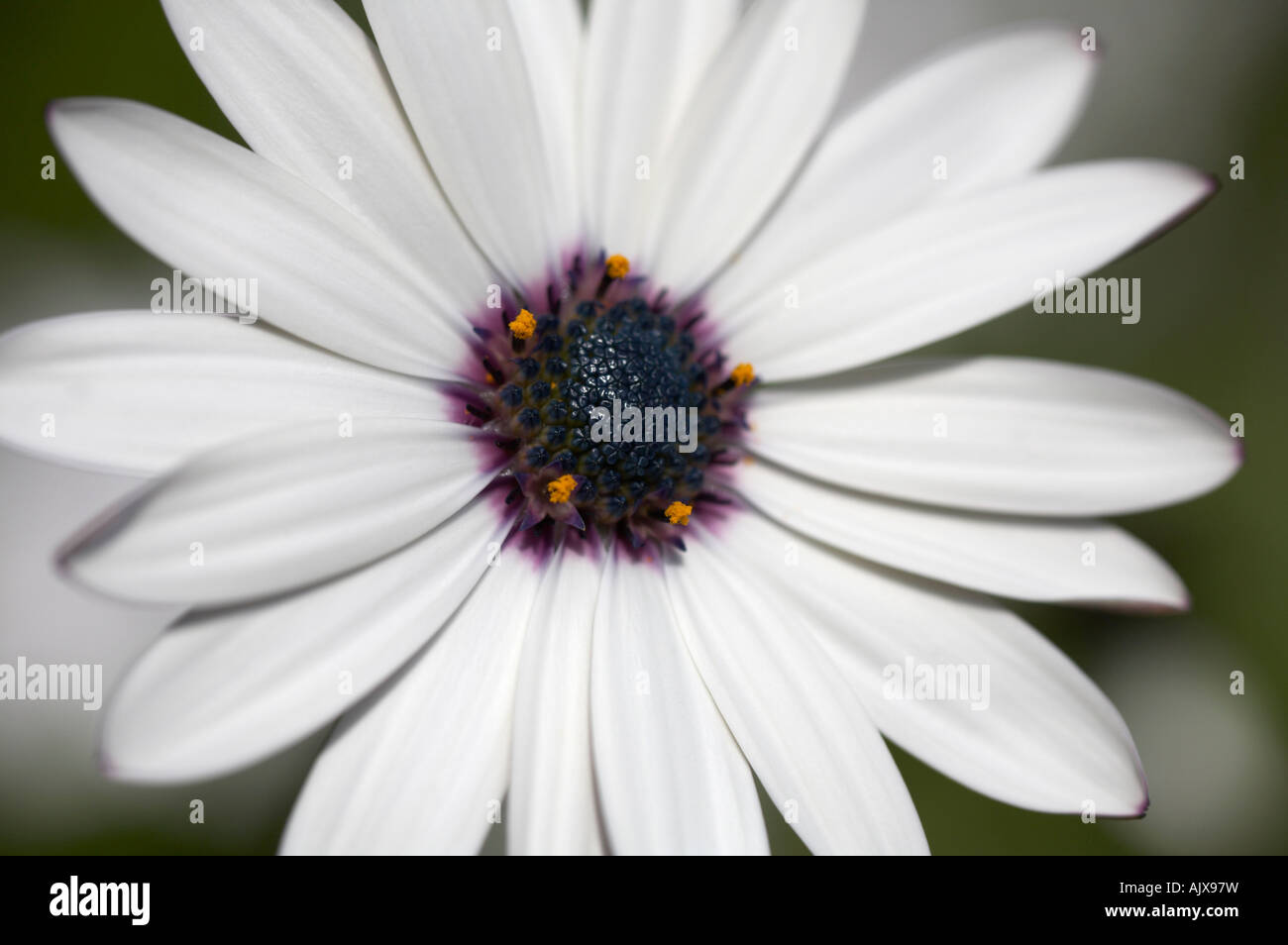 Osteospermum white pim Stock Photo - Alamy