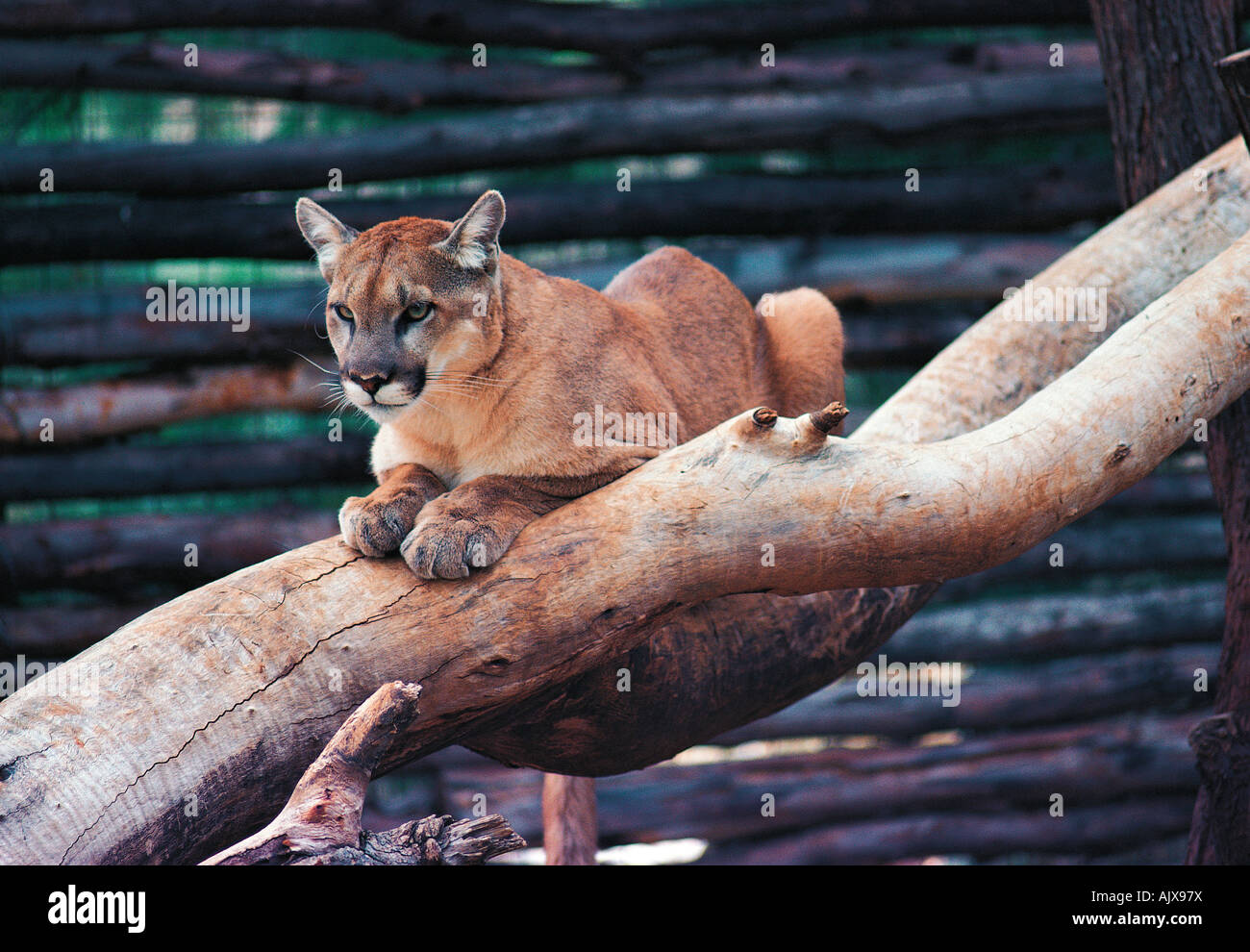 Wildlife. Puma reclining on tree branch in zoo enclosure Stock Photo ...