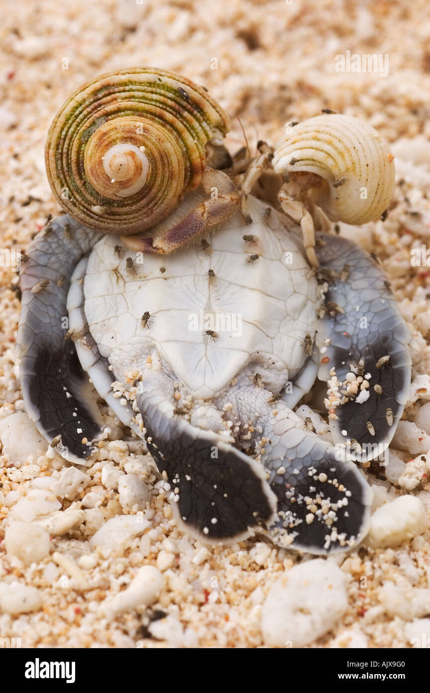 Hermit Crabs and flies devour a dead Green Turtle hatchling Chelonia ...
