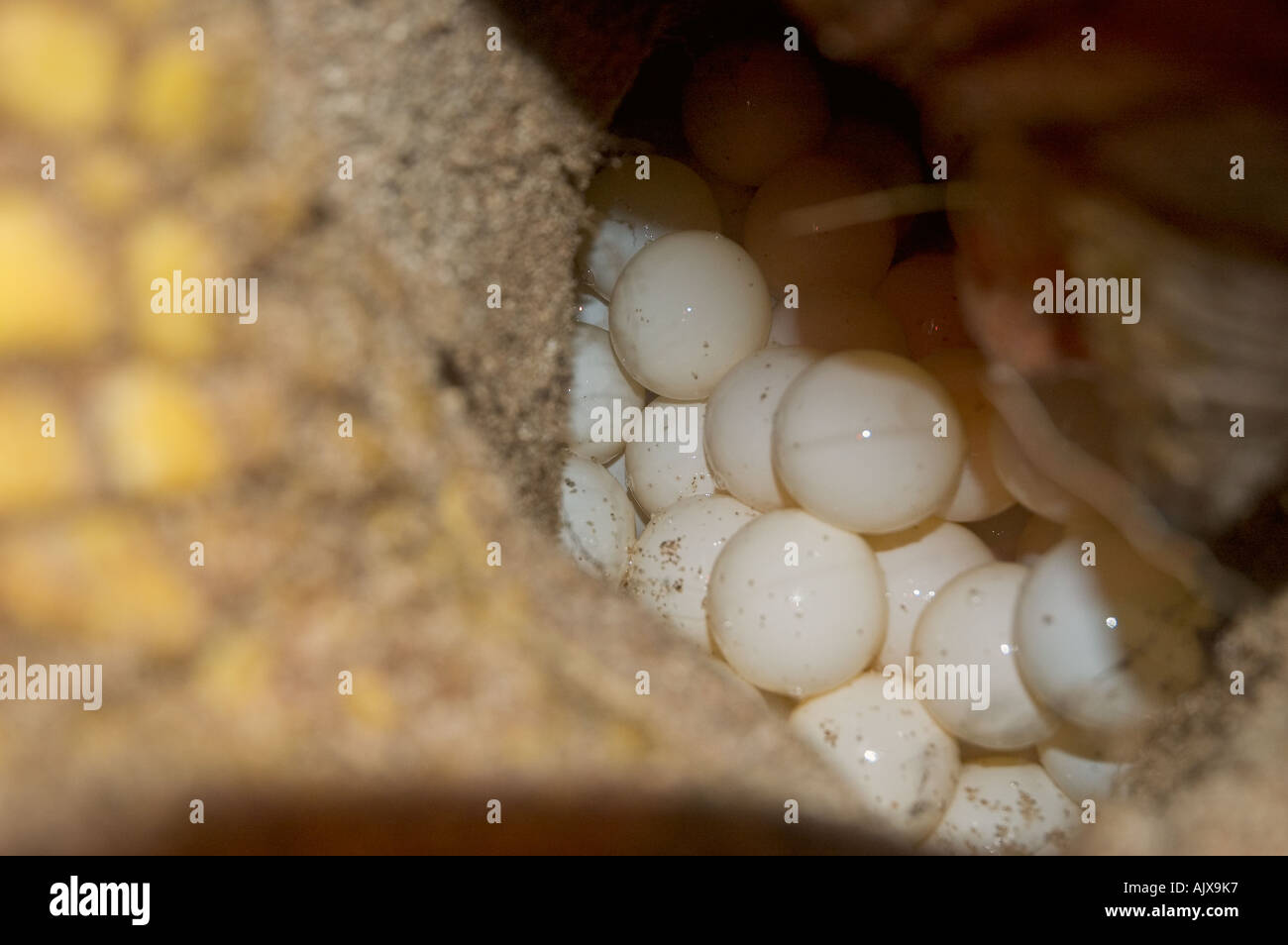 Turtle egg gps hi-res stock photography and images - Alamy