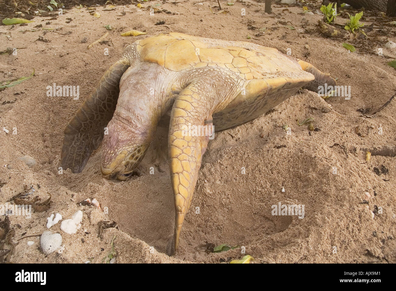A Green Turtle Chelonia midas on its back for tagging purposes Gielop ...