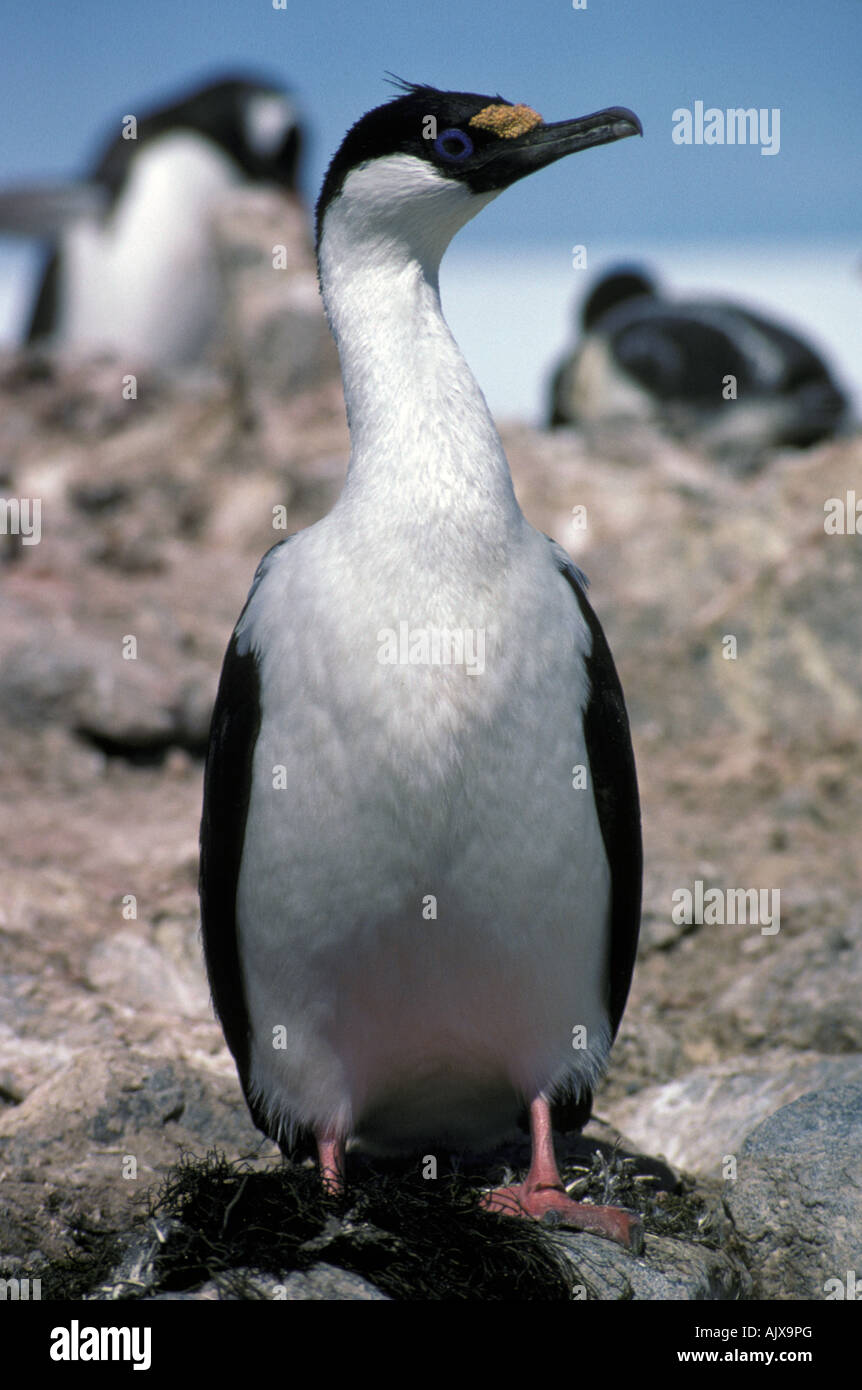 Antarctica, Blue-Eyed Shag (Phalacrocorax atriceps) also known as a ...