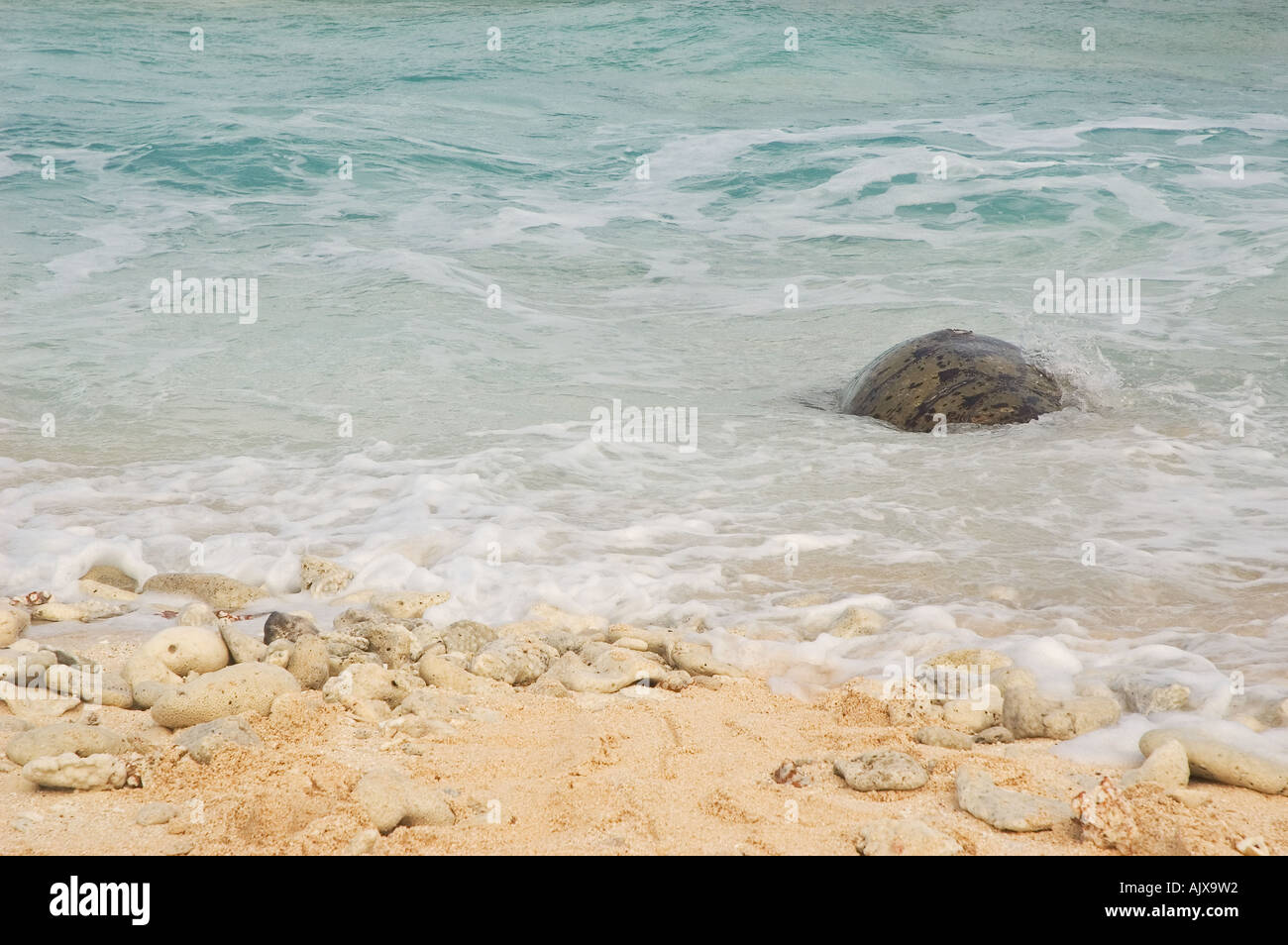 A Green Turtle Chelonia midas returns to the ocean after laying eggs ...