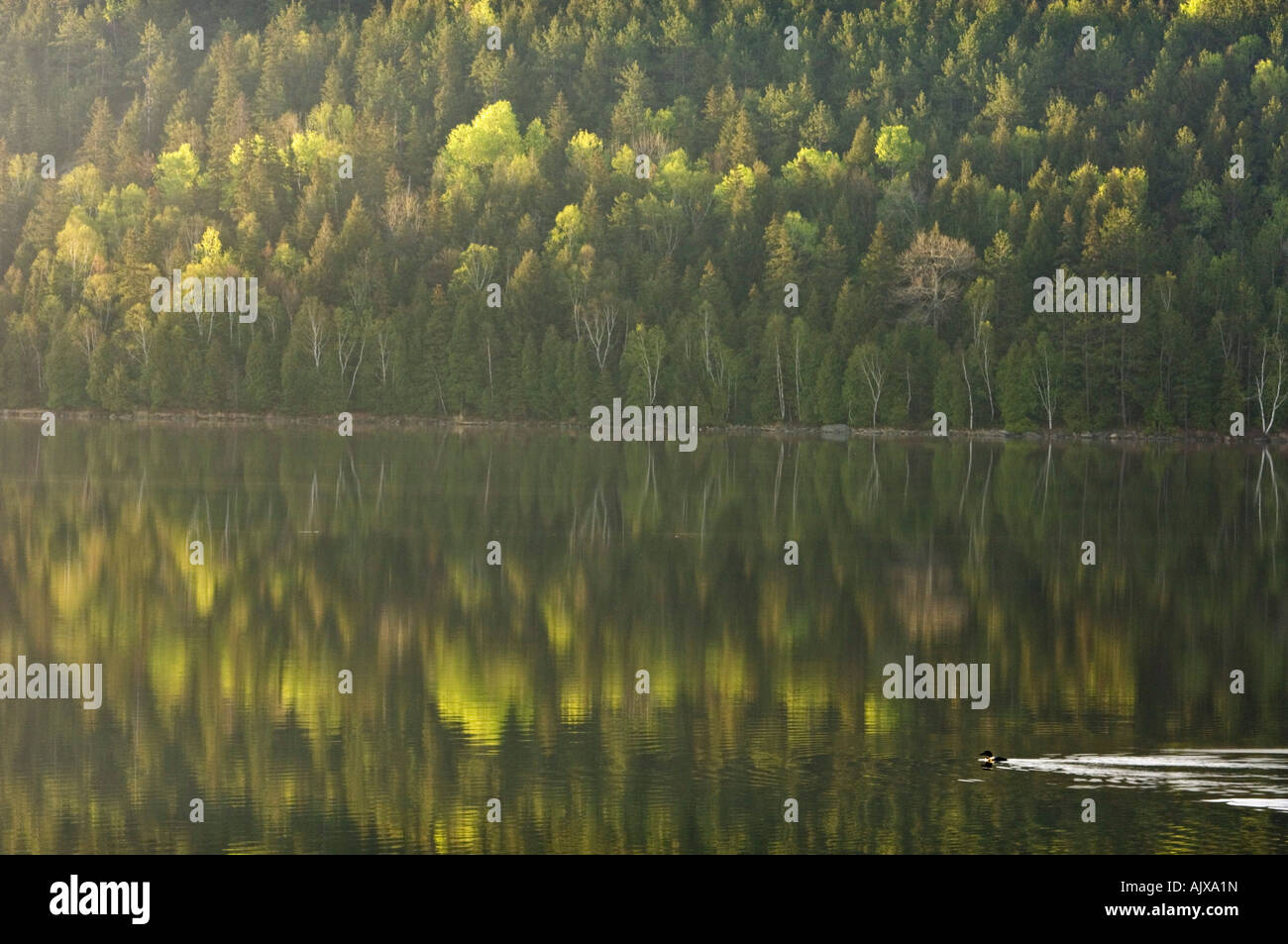 Early spring foliage reflected in Simon Lake, with loon, Greater ...