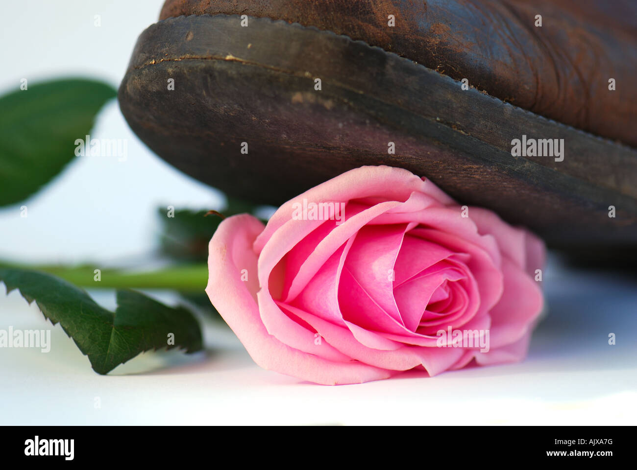 Pink rose about to be squashed, crushed by a boot Stock Photo - Alamy