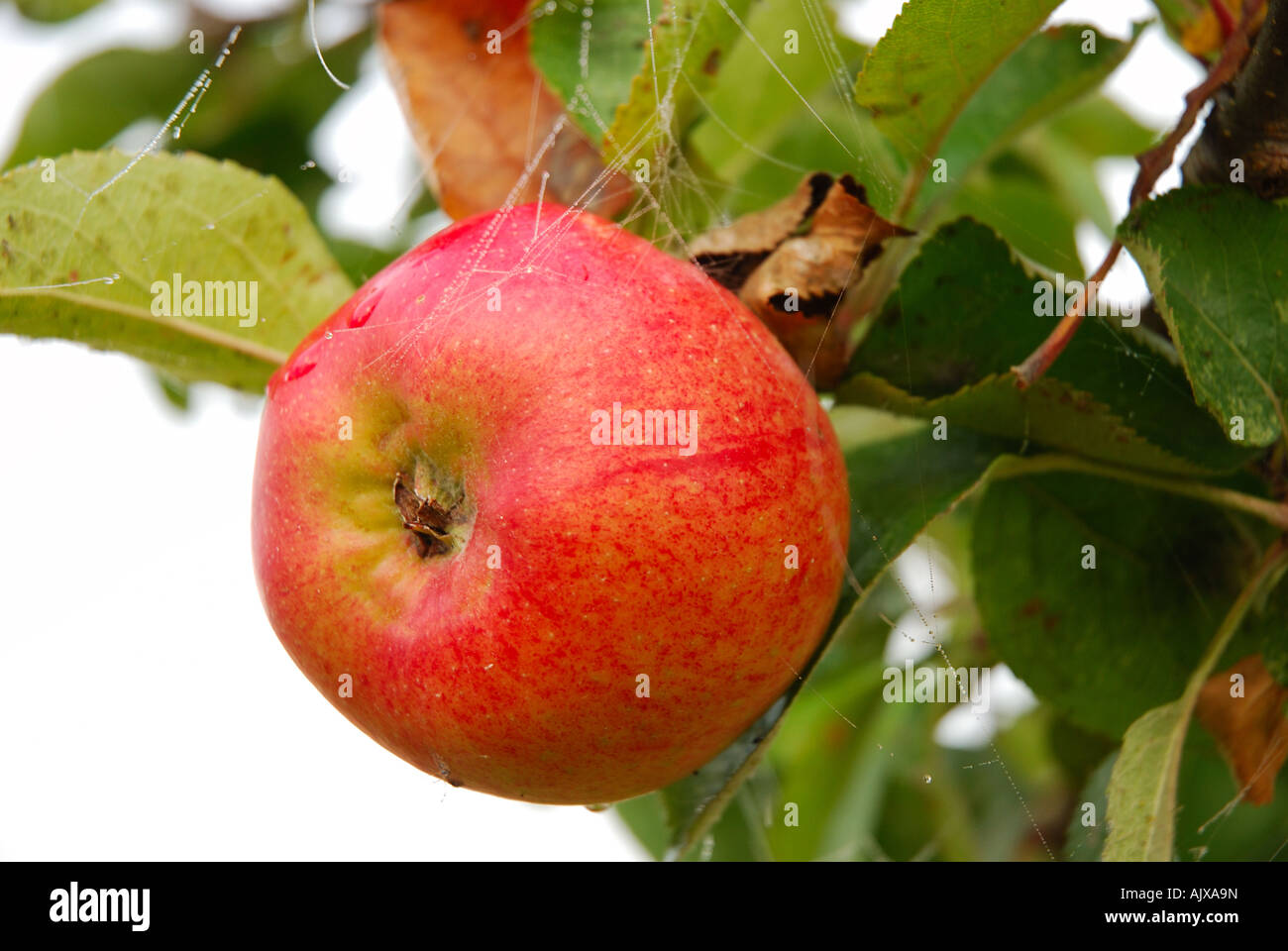 red Bramley apple ripening on the tree Stock Photo - Alamy