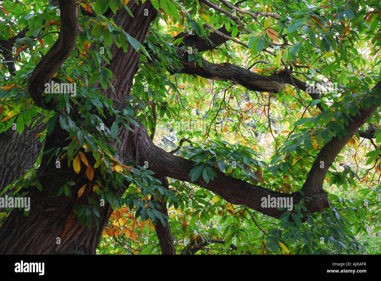 looking up into an old sweet chestnut tree in early autumn Stock Photo ...
