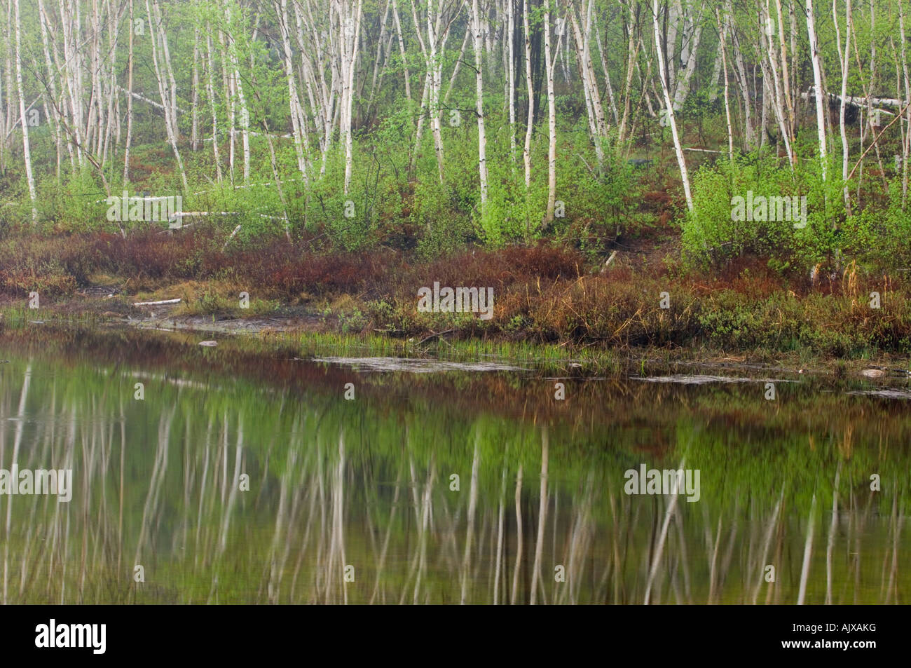 Spring foliage on birch trees reflected in foggy beaverpond, Greater Sudbury, Ontario, Canada ...