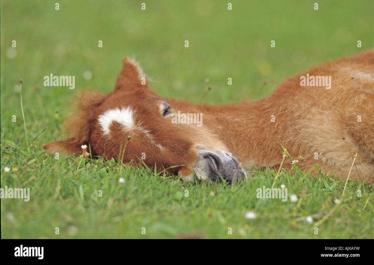 Icelandic Horse (Equus caballus), foal sleeping on a meadow Stock Photo ...