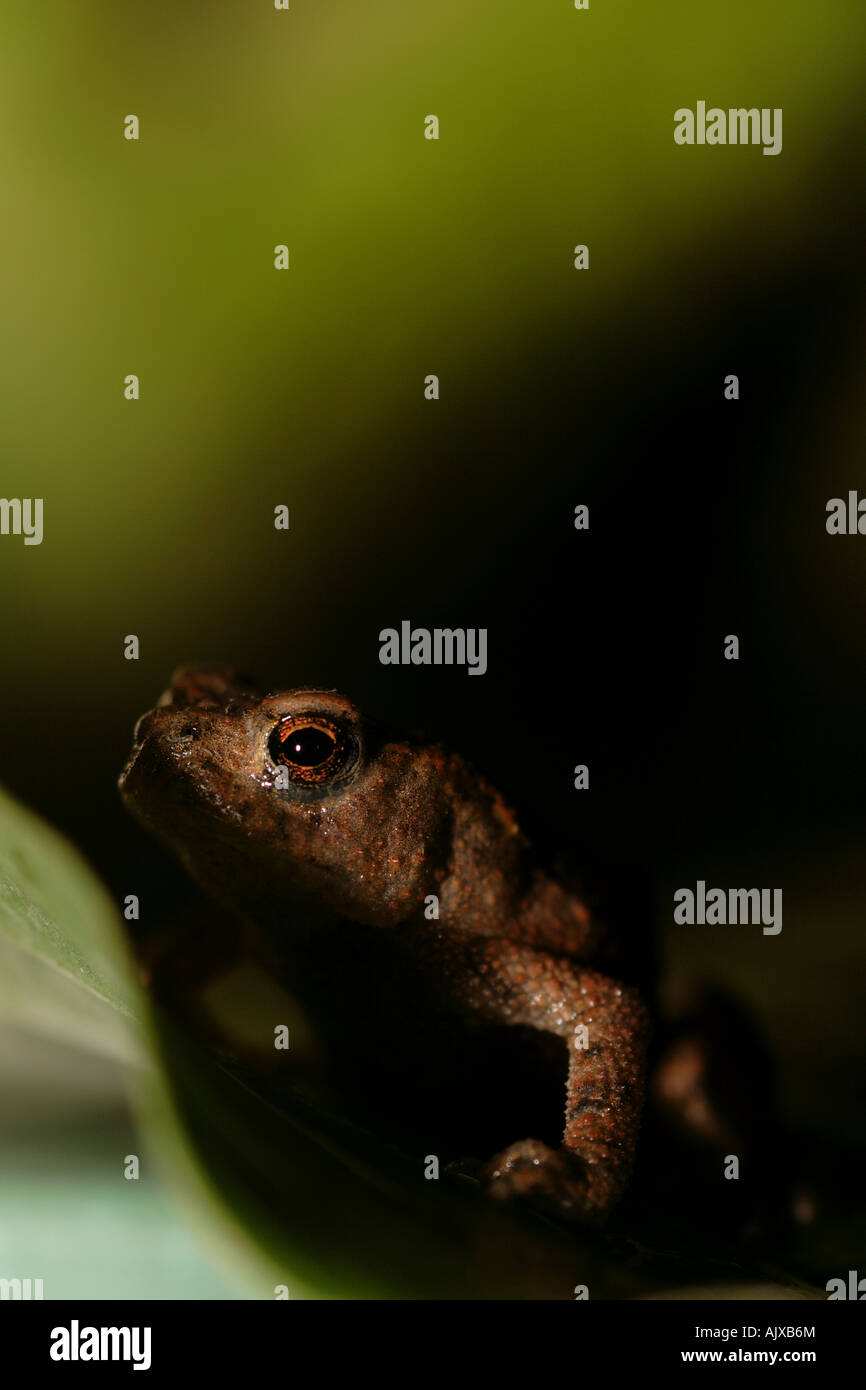 Common frog - UK (wild Stock Photo - Alamy