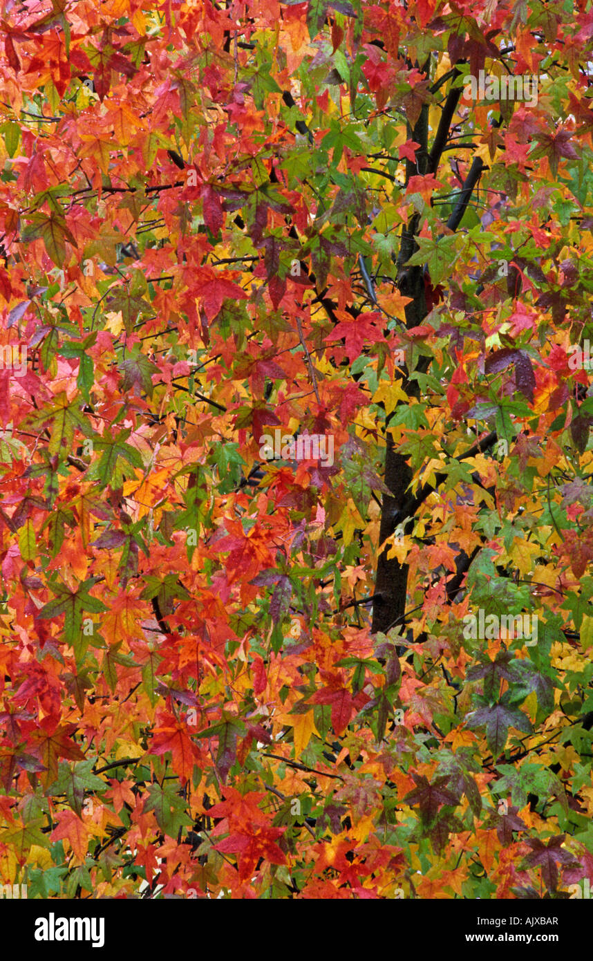 Sweetgum tree in fall colour Stock Photo - Alamy