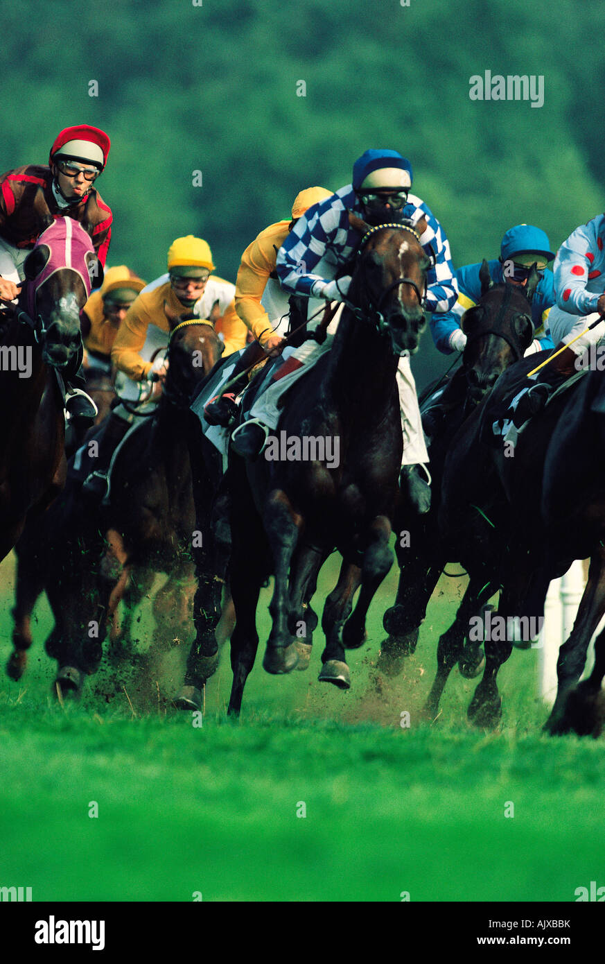 Horse race on turf hi-res stock photography and images - Alamy