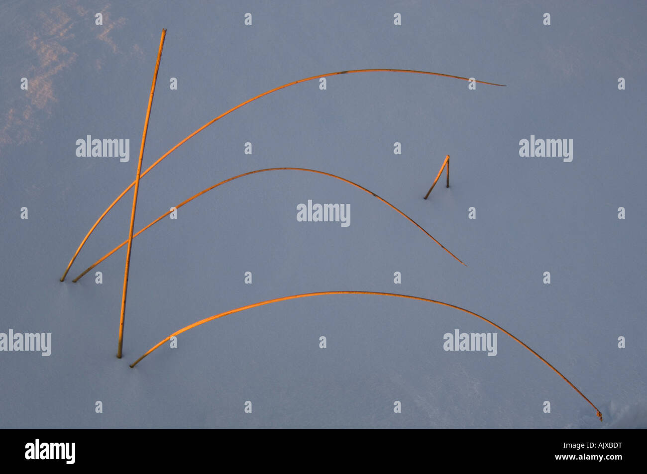 Hardstem bulrush stems protruding from wind-sculpted snow with evening ...
