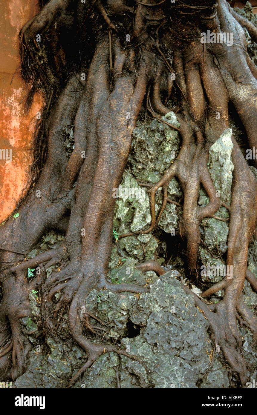 Asia, China, Baidicheng (White Emperor City). Entrance to Qutang Gorge ...