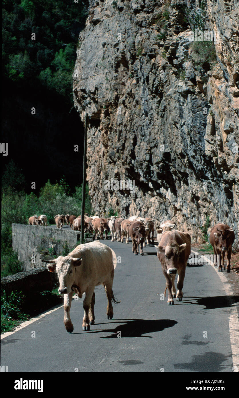 Cattle on road / Anso valley Stock Photo - Alamy