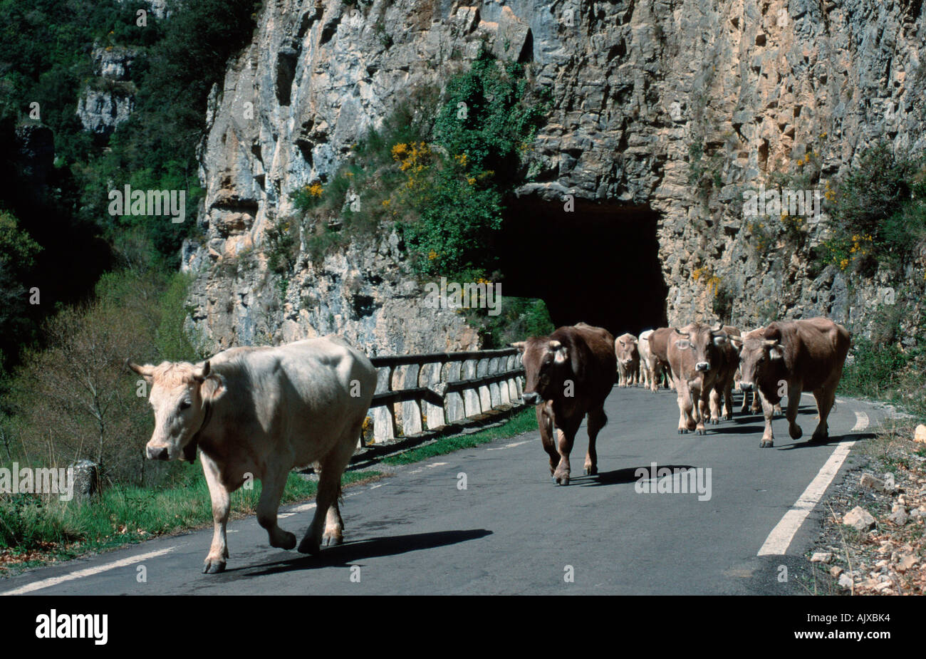 Cattle on road / Anso Valley Stock Photo - Alamy