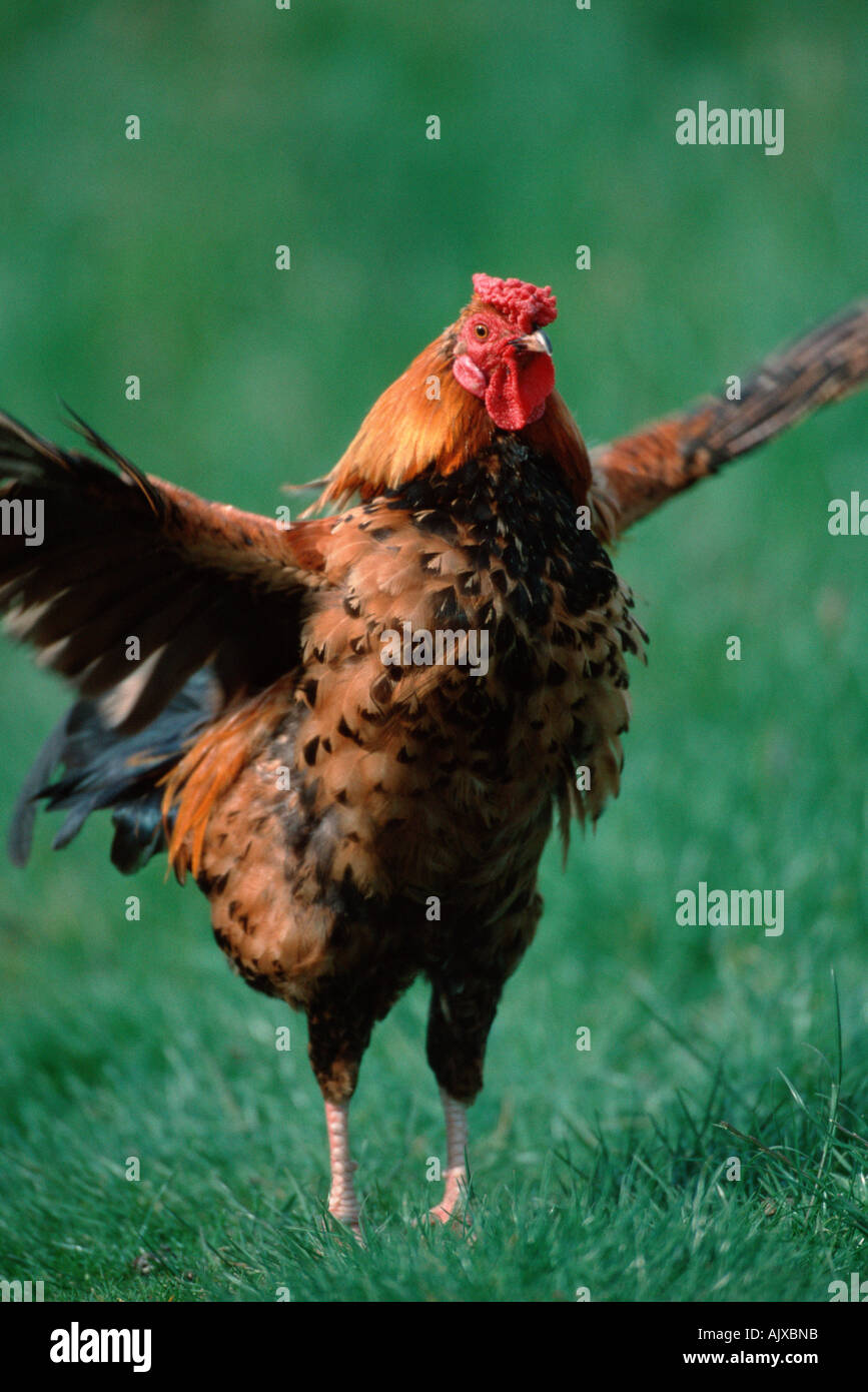 Rooster flapping wings hi-res stock photography and images - Alamy
