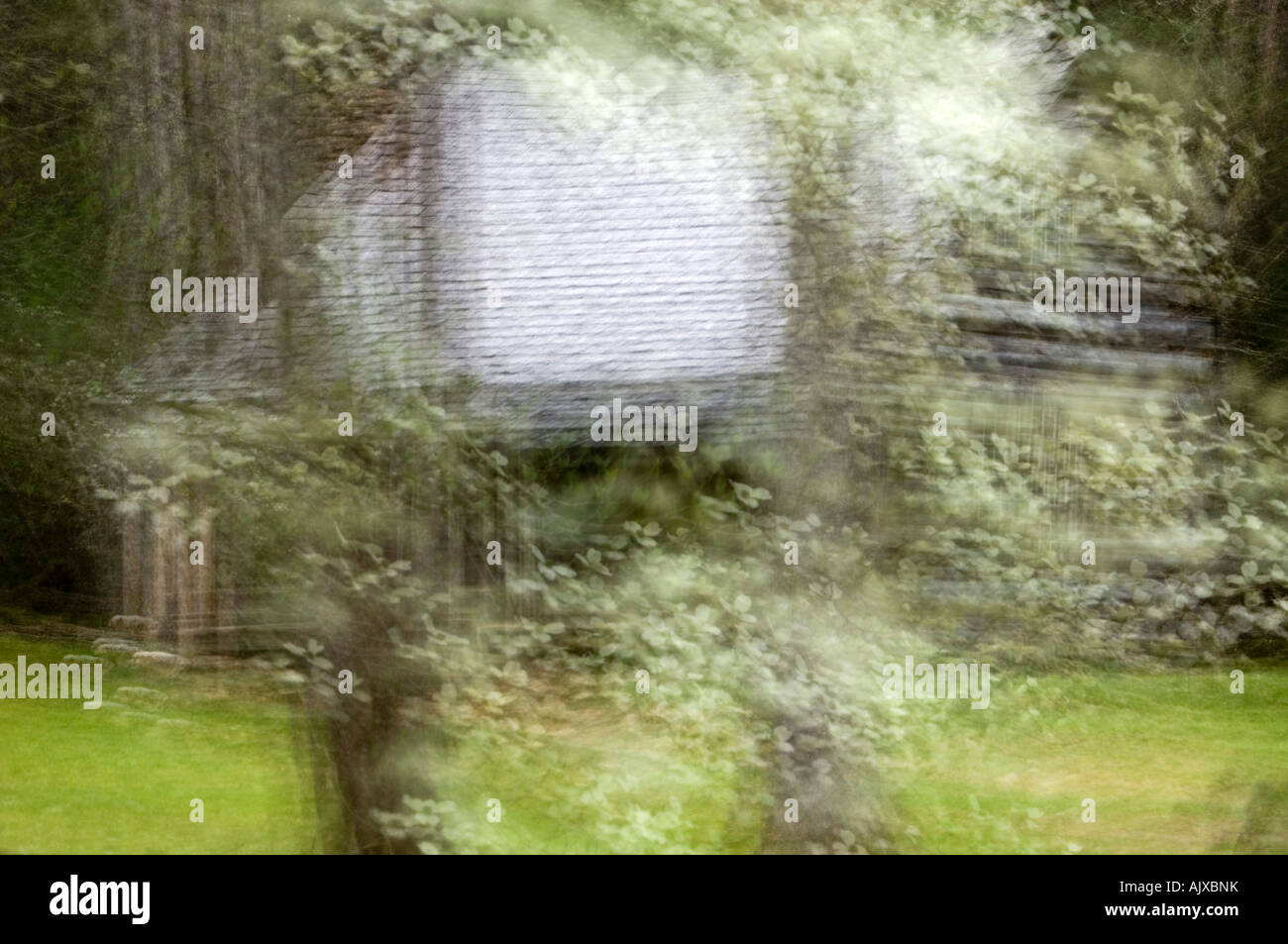 Carter Shields cabin and flowering dogwood (multiple exposure), Great ...