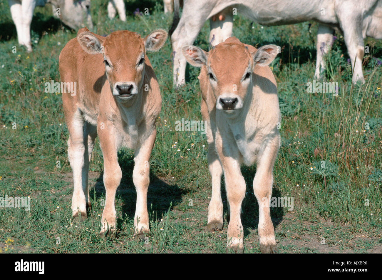 Grey cattle hi-res stock photography and images - Alamy