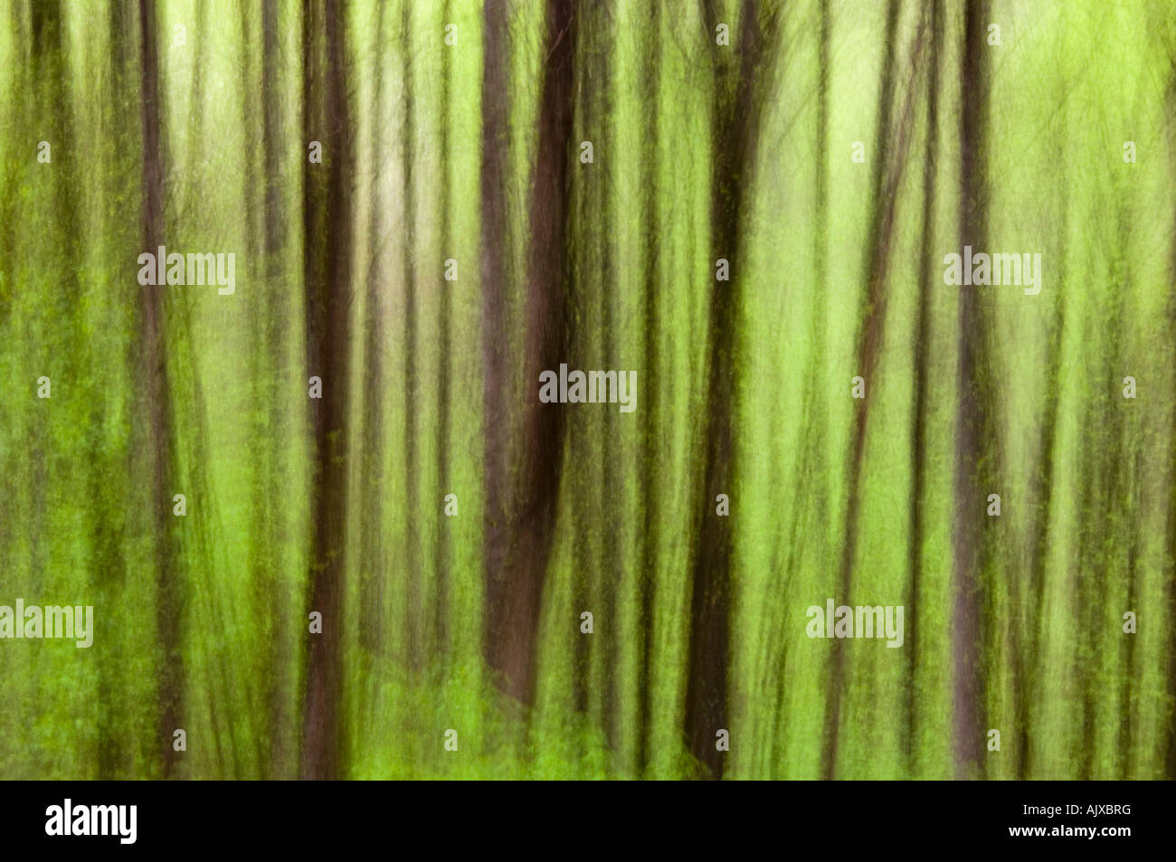 Emerging foliage on mature trees in deciduous woodland (camera movement ...