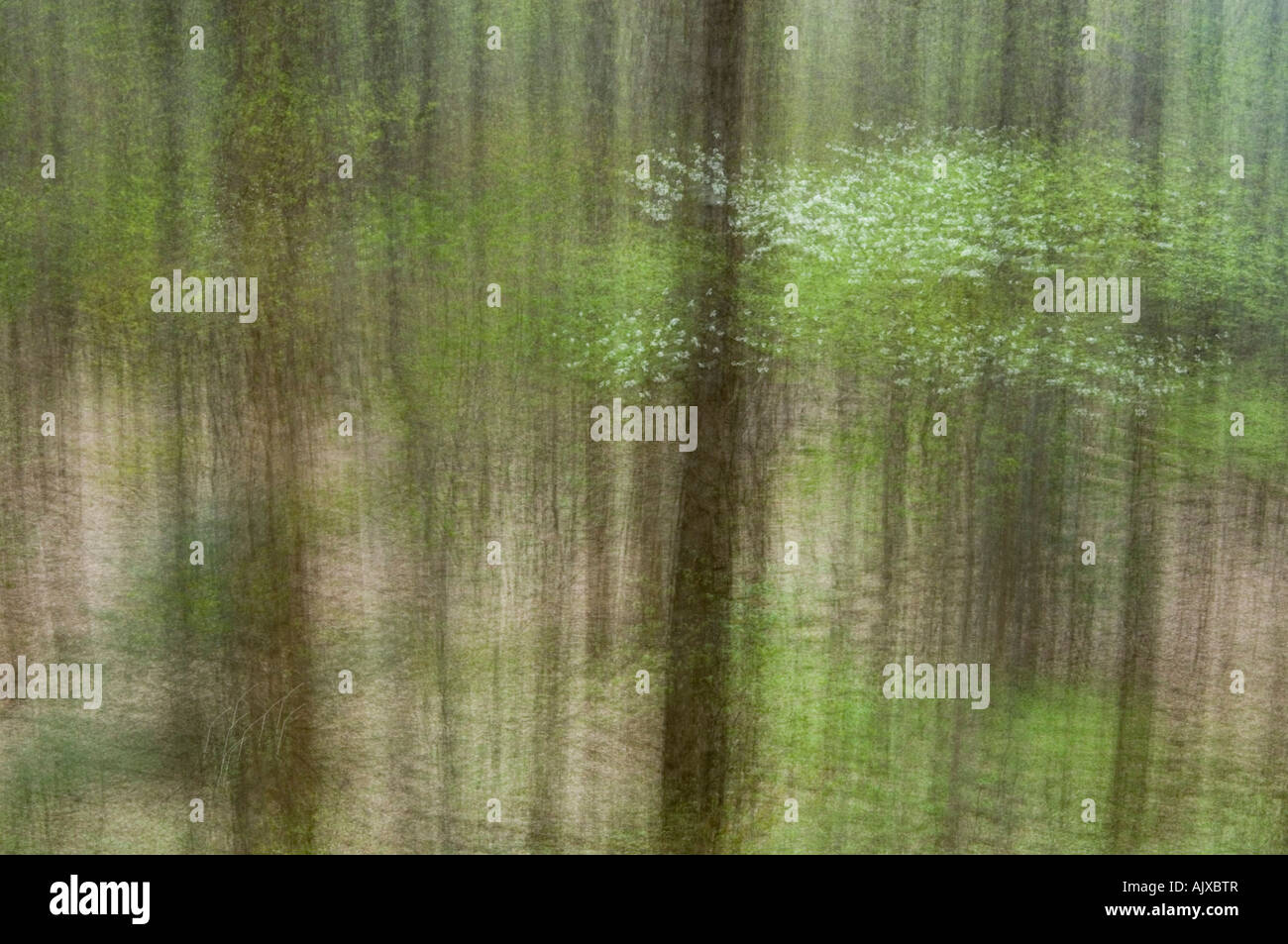 Emerging foliage on mature trees in deciduous woodland (camera movement ...