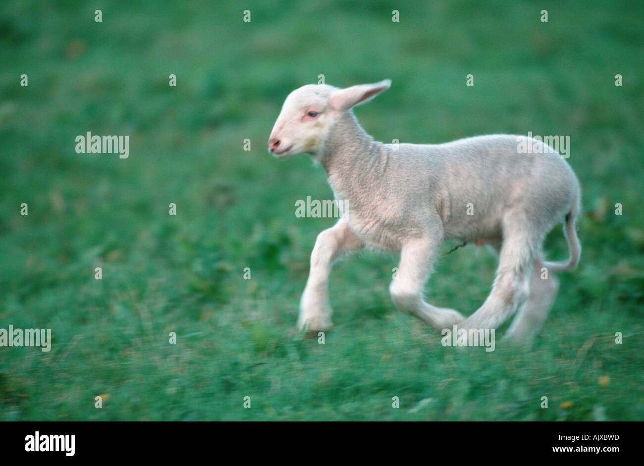 Running of the sheep hi-res stock photography and images - Alamy