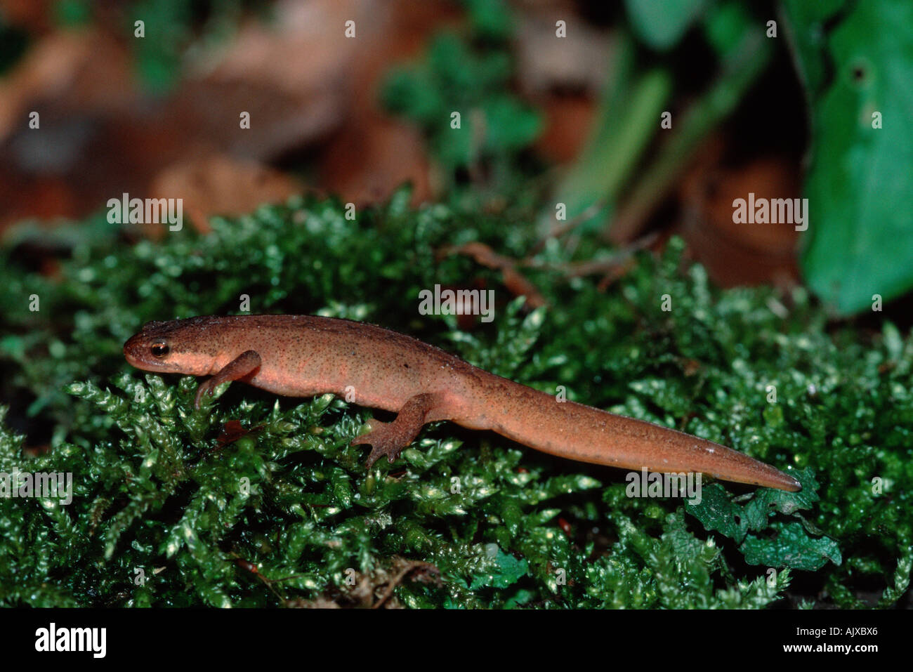 Palmate newts hi-res stock photography and images - Alamy